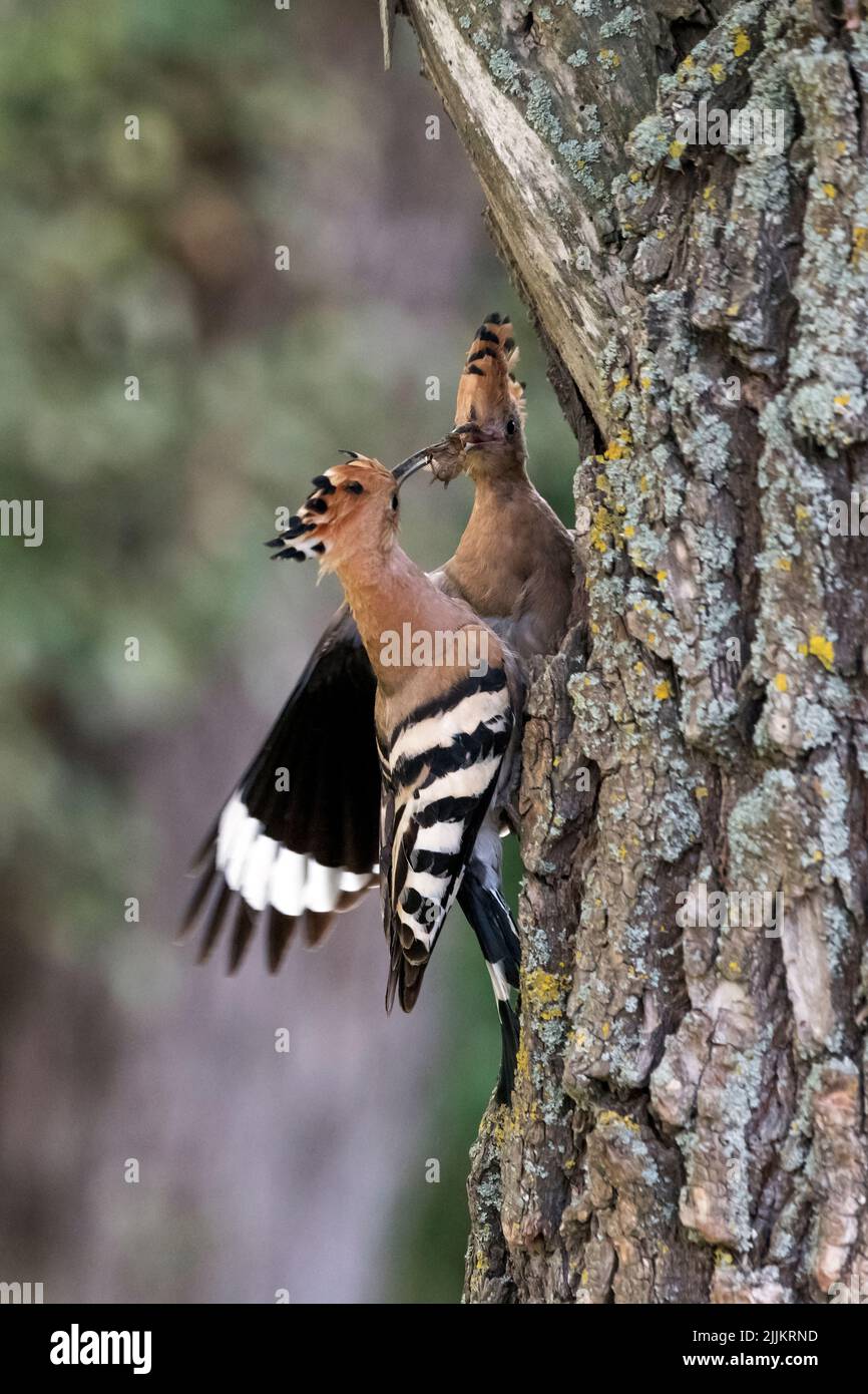 Hoopoe (Upupa epops). Romania Stock Photo - Alamy