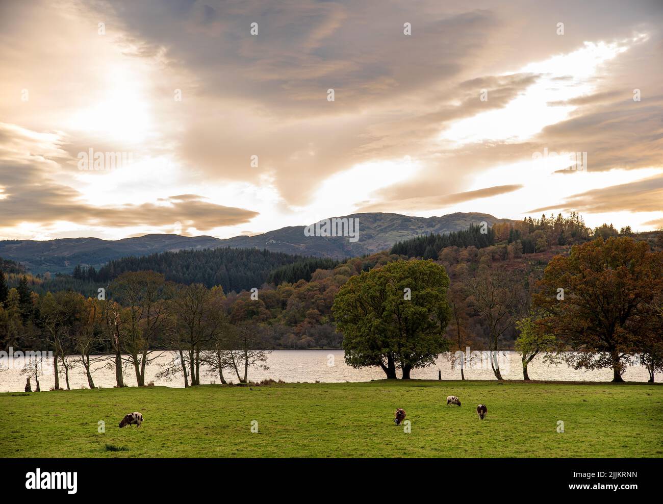 Landscape photography of lake, mountains, forest, autumn, sheep, Loch ...