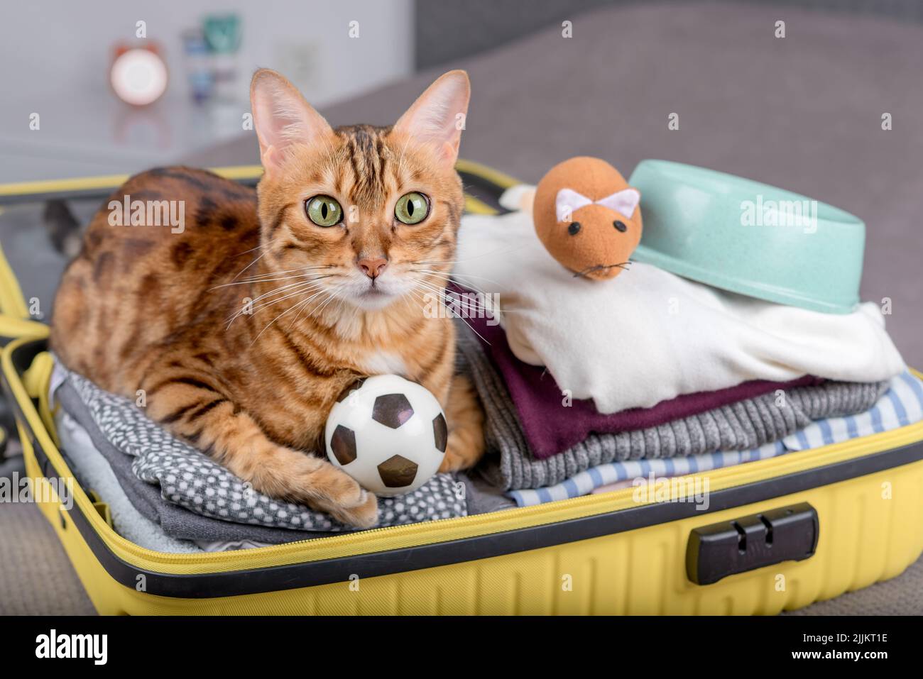 A beautiful cat sits in a travel suitcase with things inside. Take me ...
