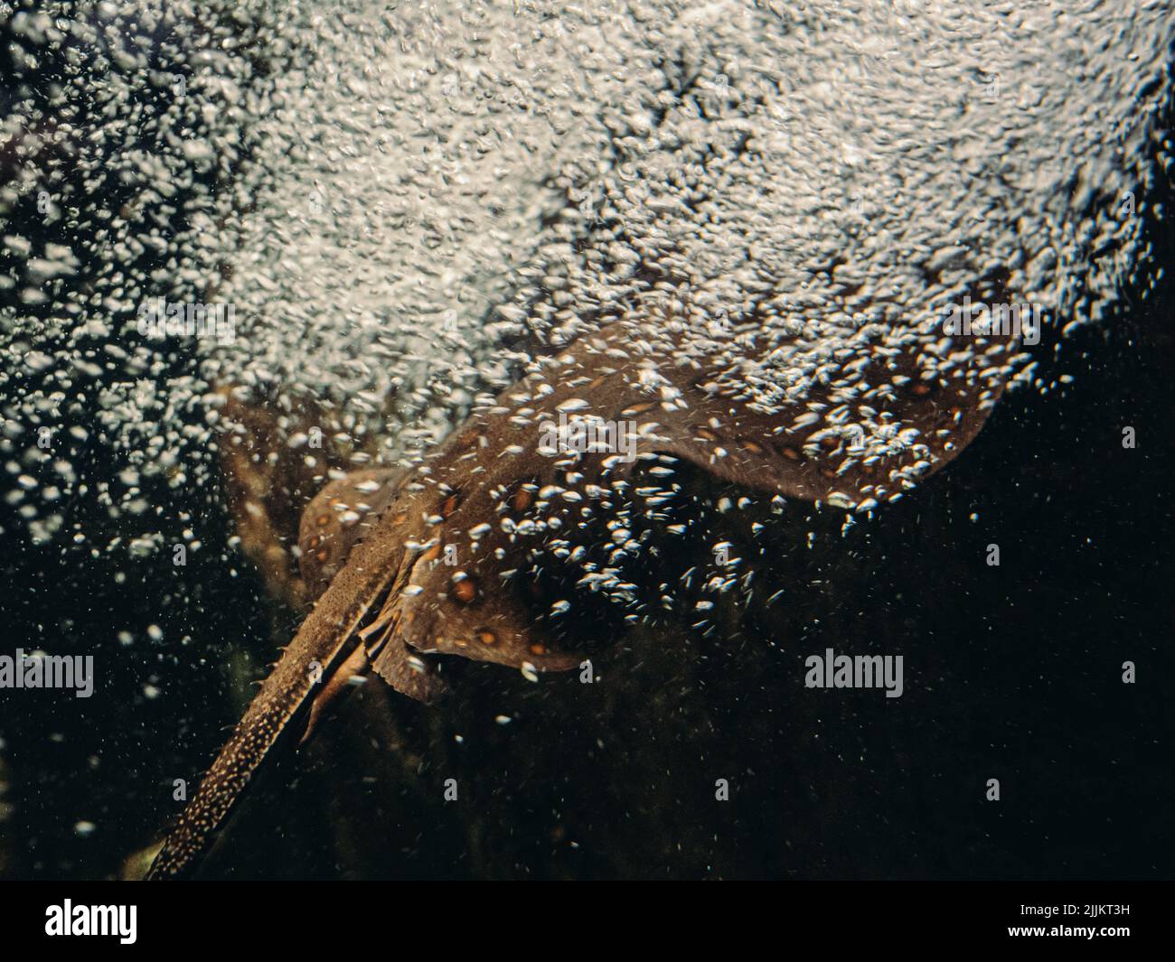 Tropical stingray hi-res stock photography and images - Alamy