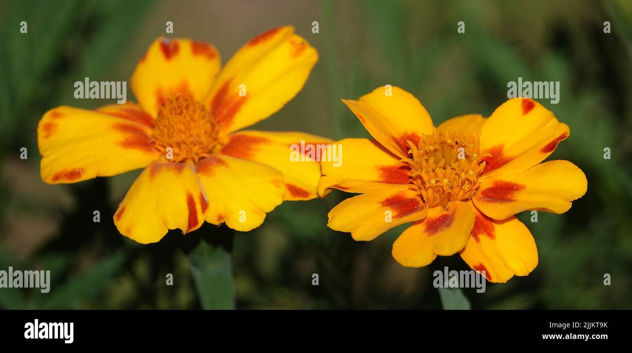 Flowers Marigolds thin-leaved is an annual herbaceous plant, a species ...