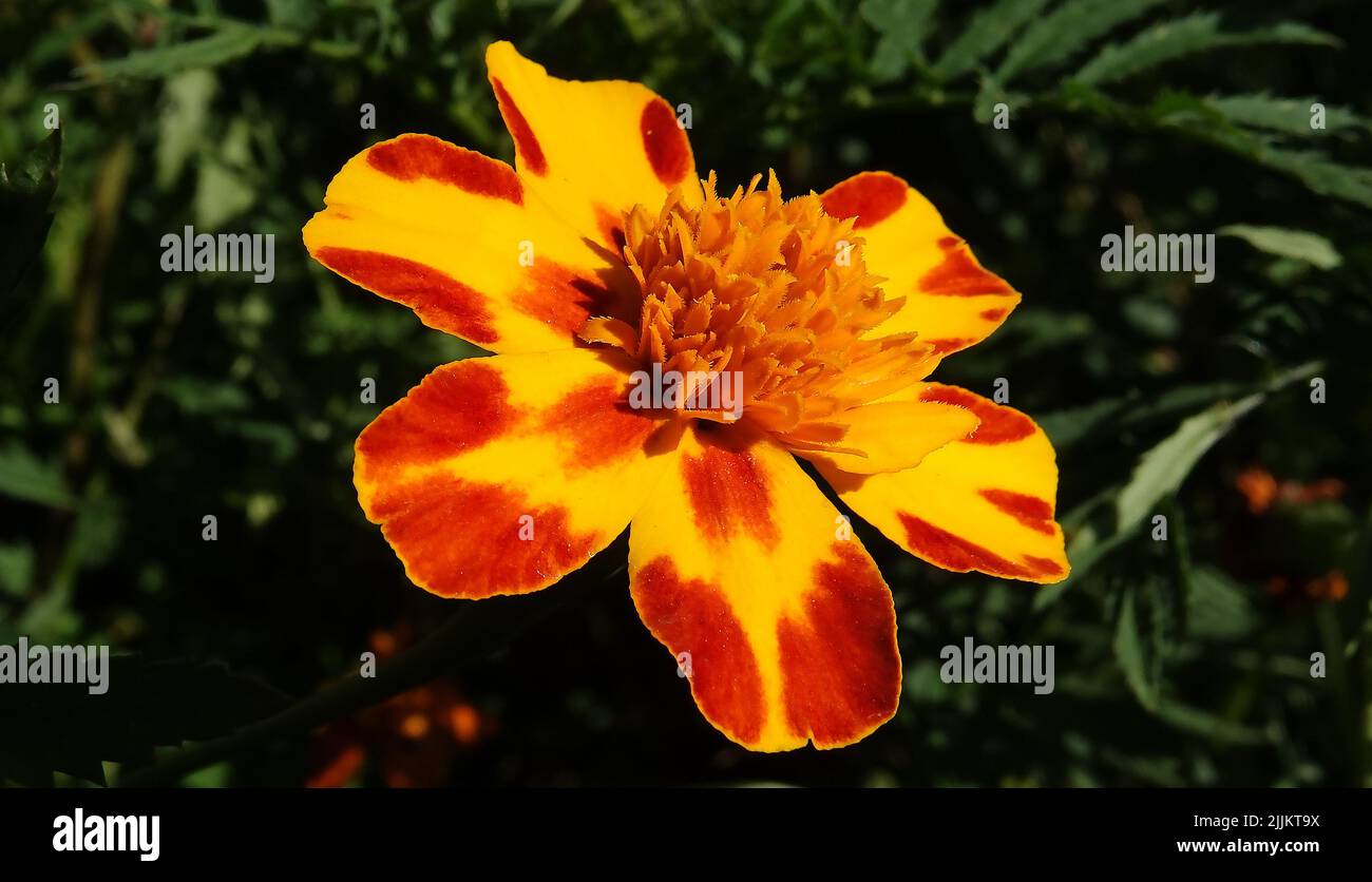 Flowers Marigolds thin-leaved is an annual herbaceous plant, a species ...