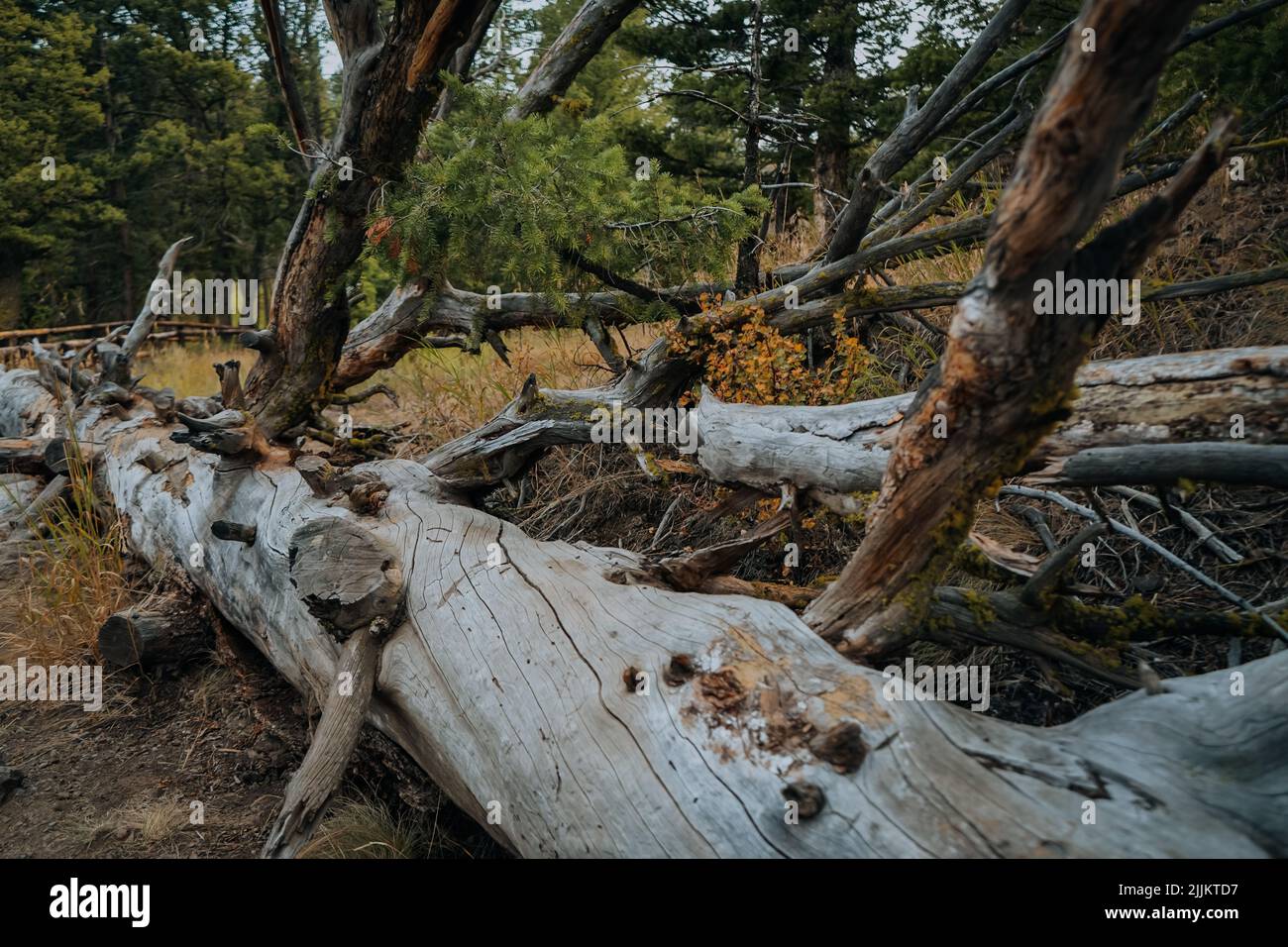 Trunk dry tree fallen hi-res stock photography and images - Alamy