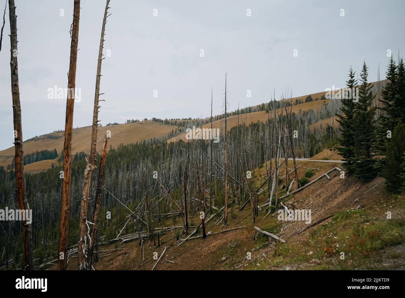 A view of dry trees in Yellowstone National Park under the bright ...
