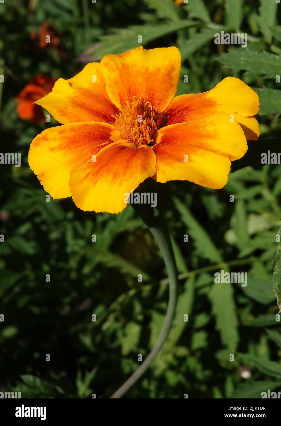 Flowers Marigolds thin-leaved is an annual herbaceous plant, a species ...