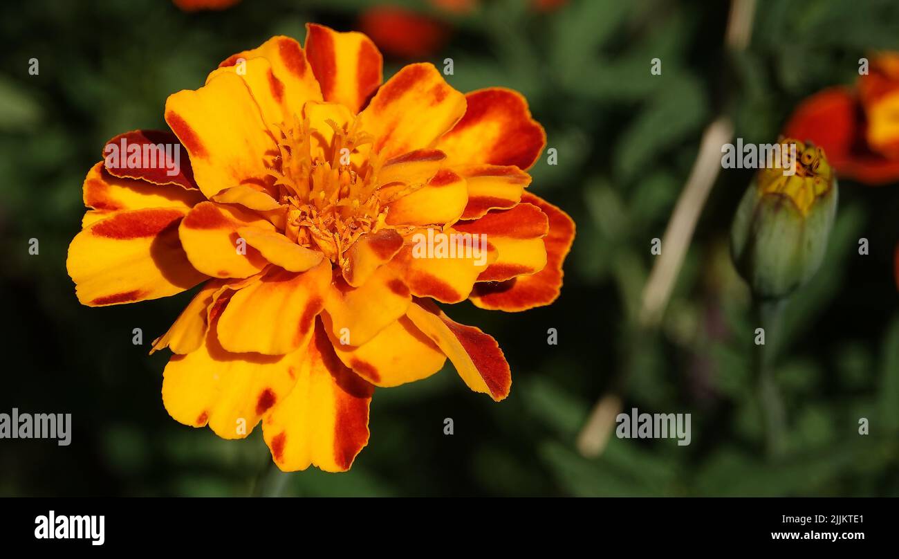 Flowers Marigolds thin-leaved is an annual herbaceous plant, a species ...