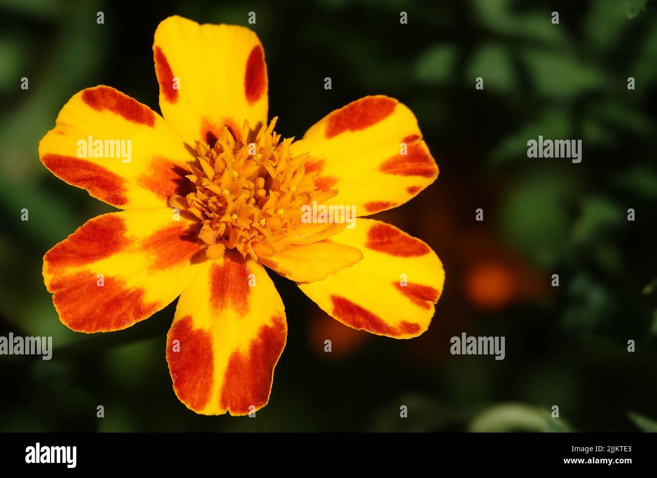 Flowers Marigolds thin-leaved is an annual herbaceous plant, a species ...
