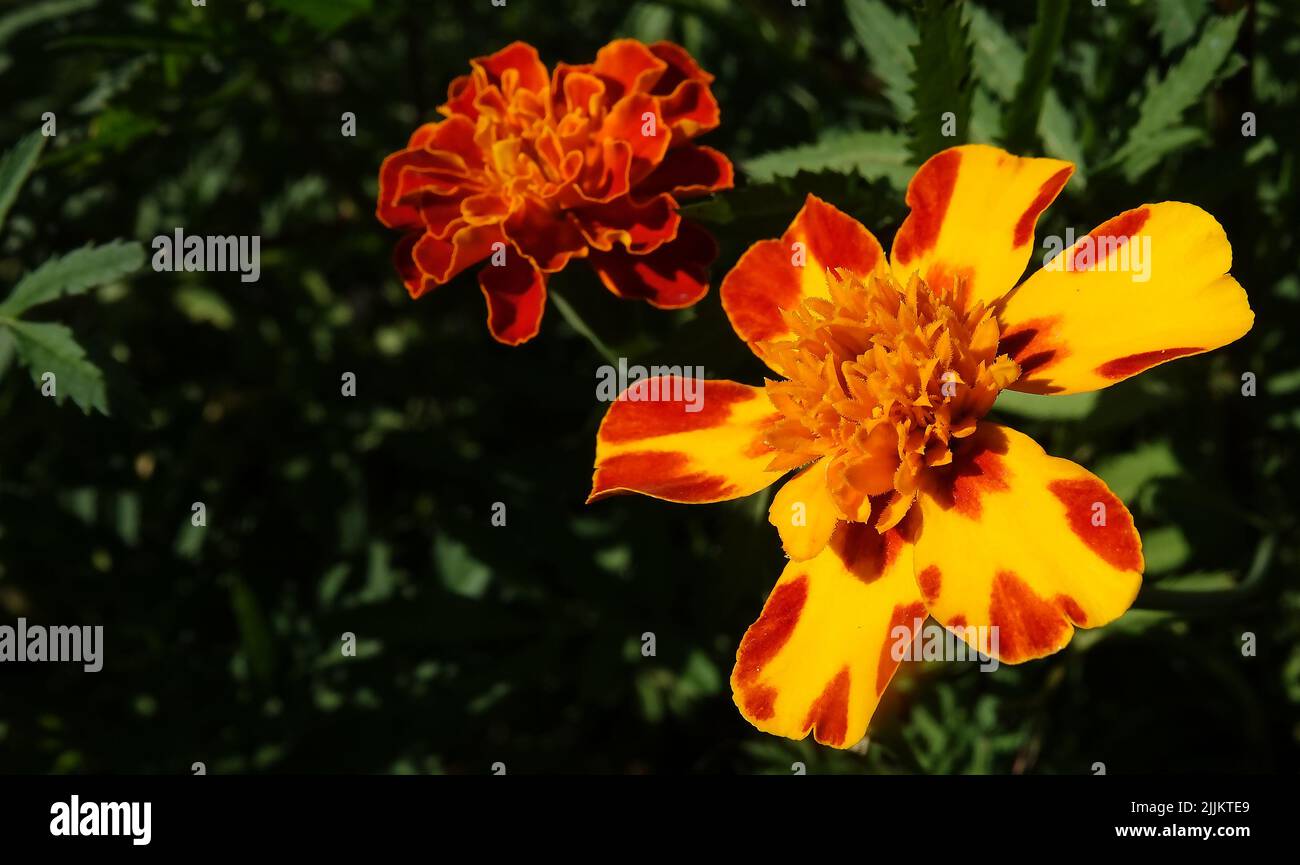 Flowers Marigolds thin-leaved is an annual herbaceous plant, a species ...