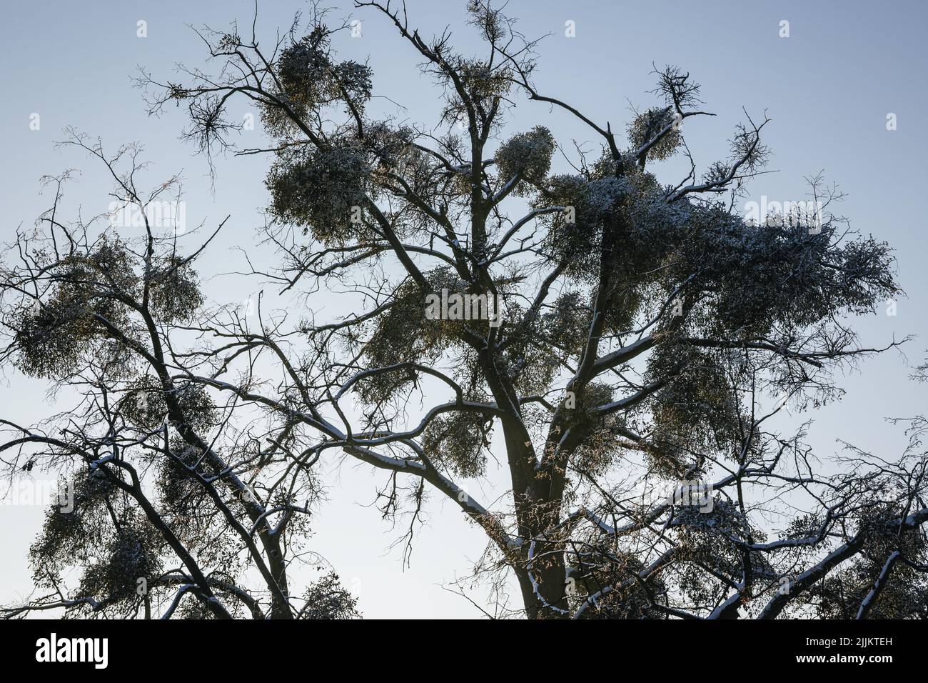 Mistletoe in winter with snow and trees hi-res stock photography and ...