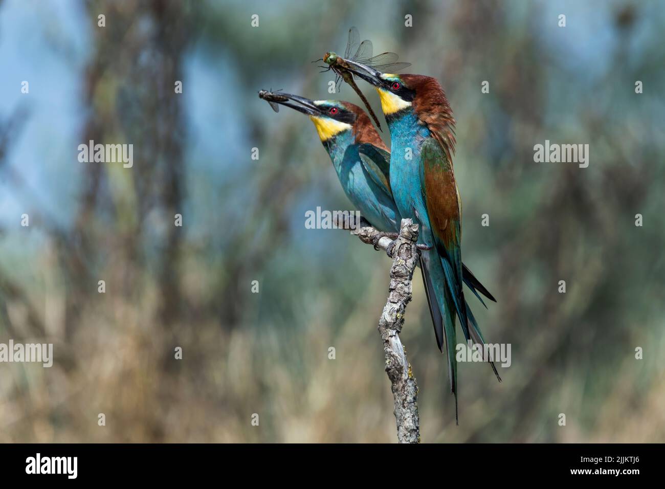 Bee-eaters (Merops apiaster). Romania Stock Photo - Alamy