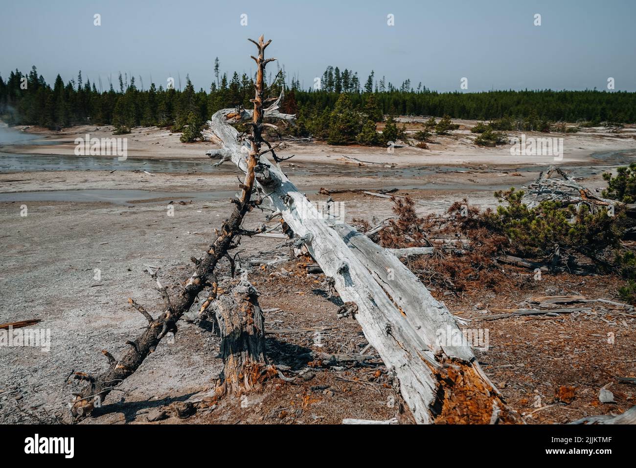 Dry vegetation hi-res stock photography and images - Alamy