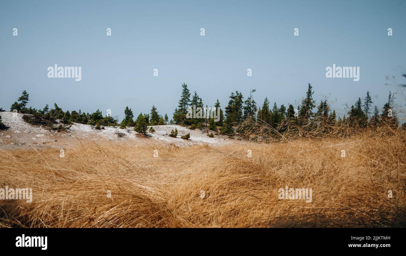 Dry vegetation hi-res stock photography and images - Alamy
