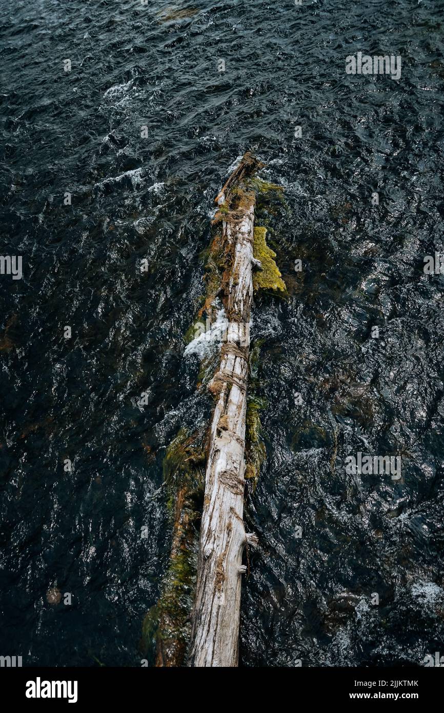 A vertical shot of a fallen tree trunk in the water Stock Photo - Alamy