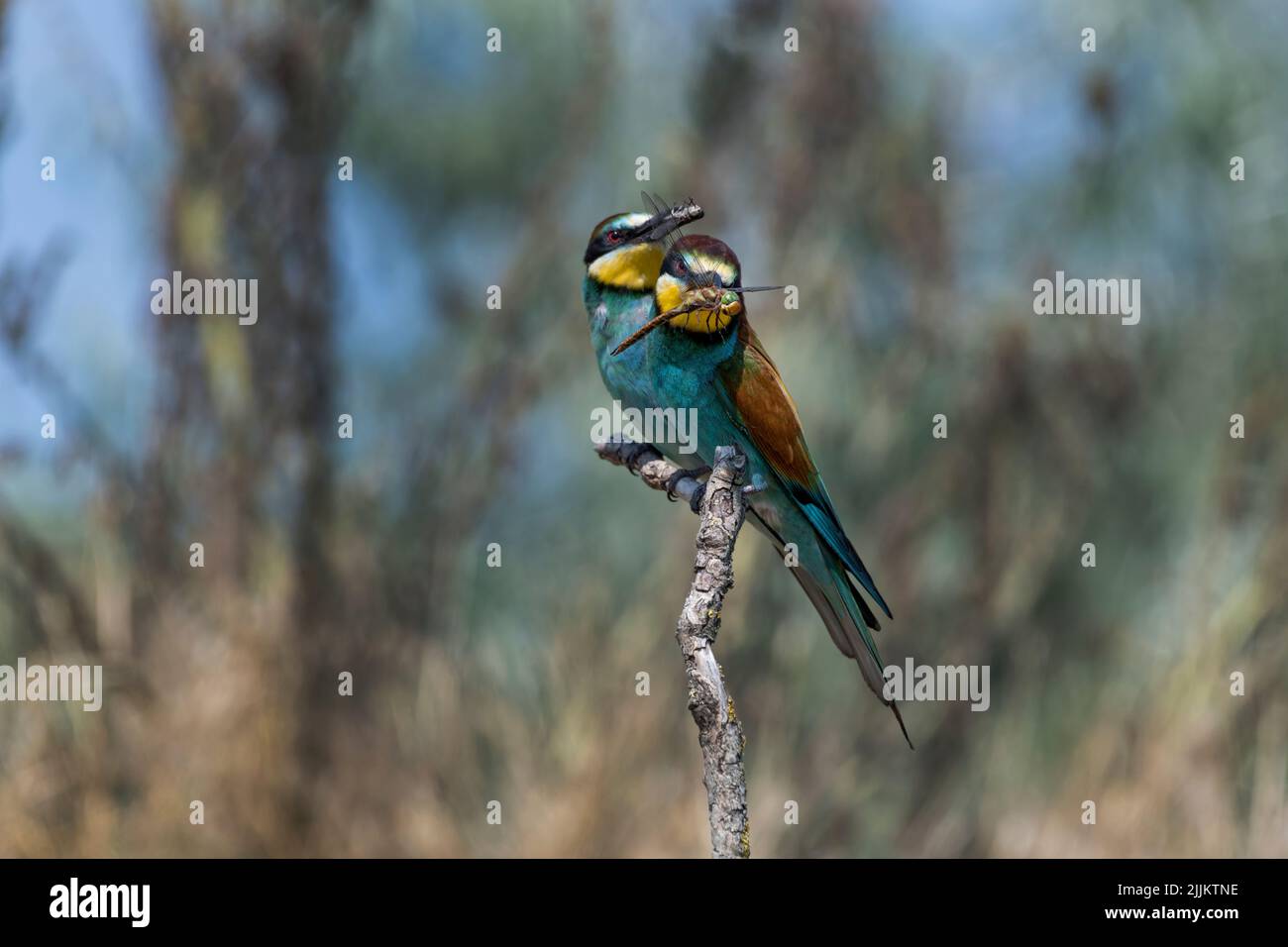Bee-eaters (Merops apiaster). Romania Stock Photo - Alamy