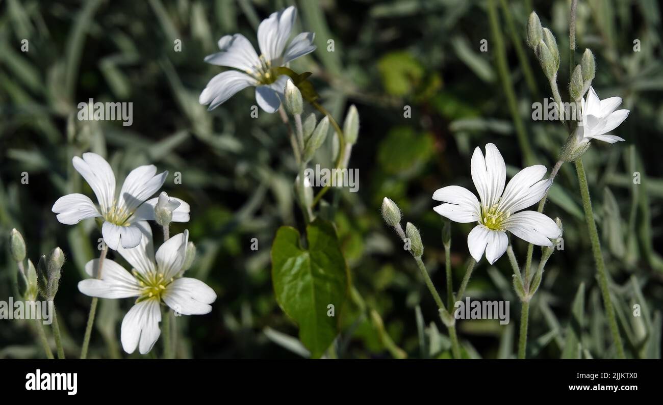 Medium starlet flowers bloom in early spring Stock Photo - Alamy