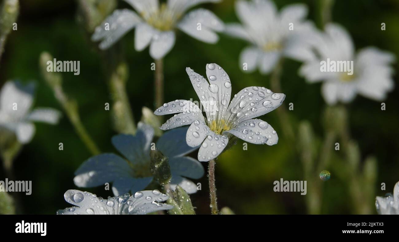 Medium starlet flowers bloom in early spring Stock Photo - Alamy