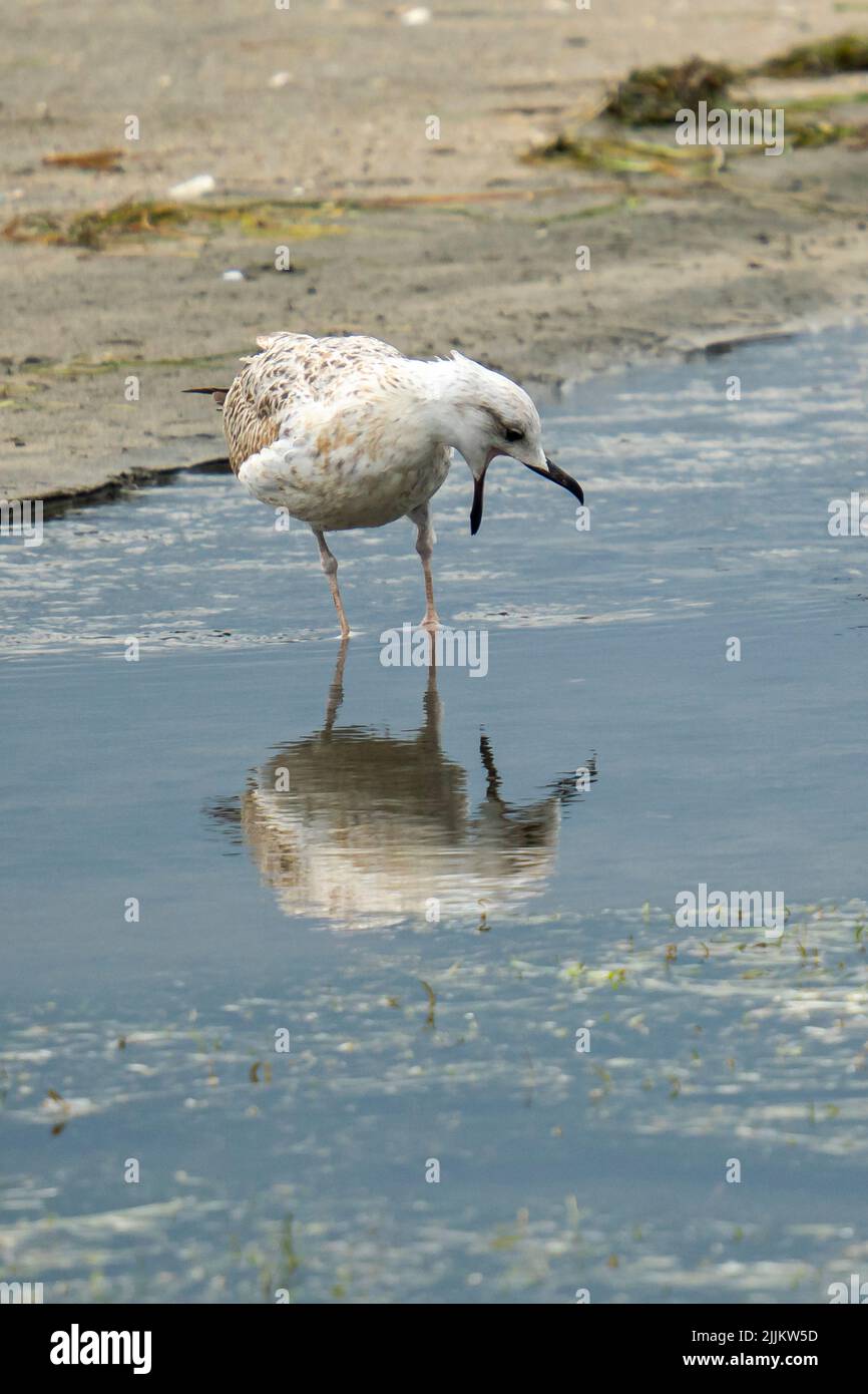 Shocked bird hi-res stock photography and images - Alamy