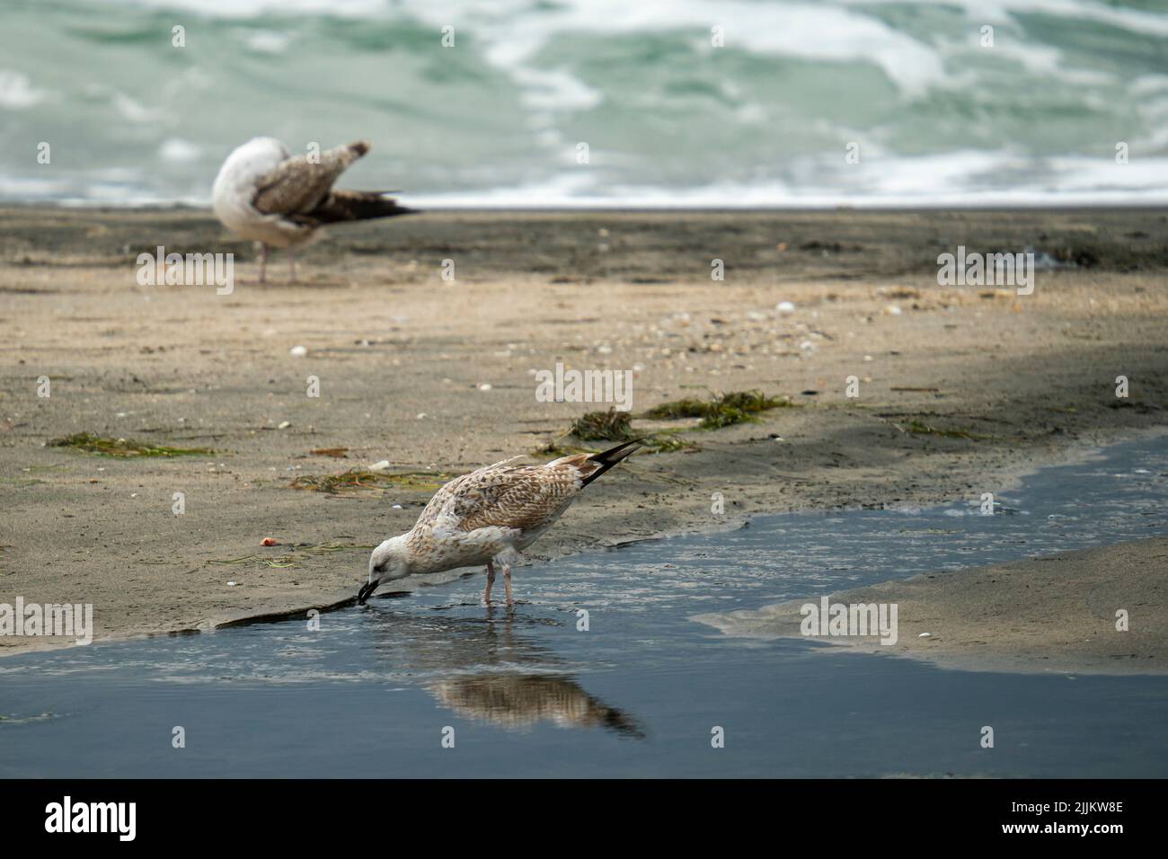 Gull herring hi-res stock photography and images - Alamy