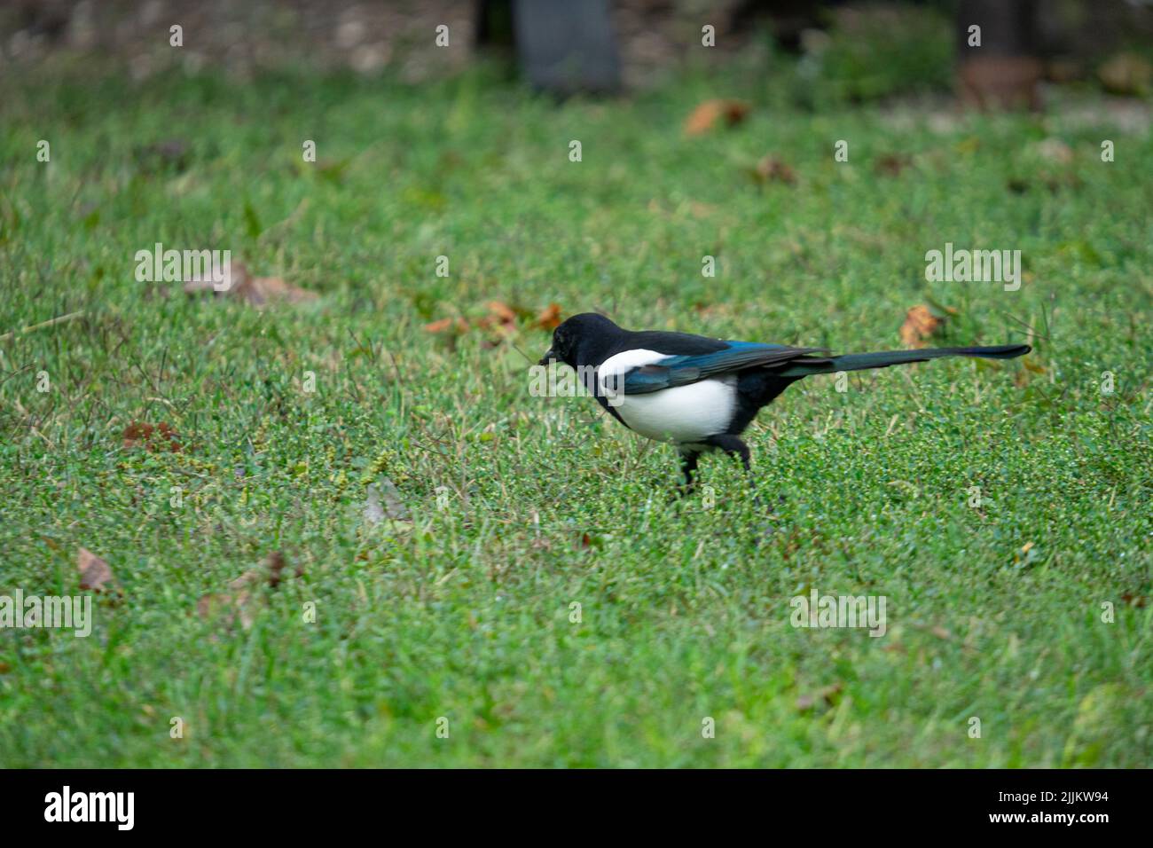 A black and white crow walking on a green field Stock Photo - Alamy