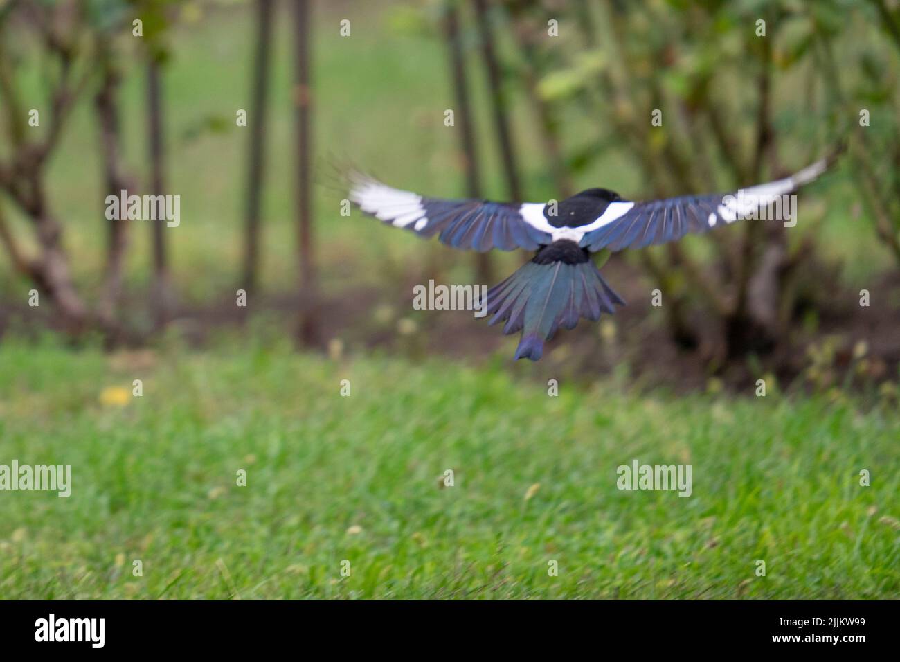 A crow flying over a grassland with its wings wide open on a blurry ...