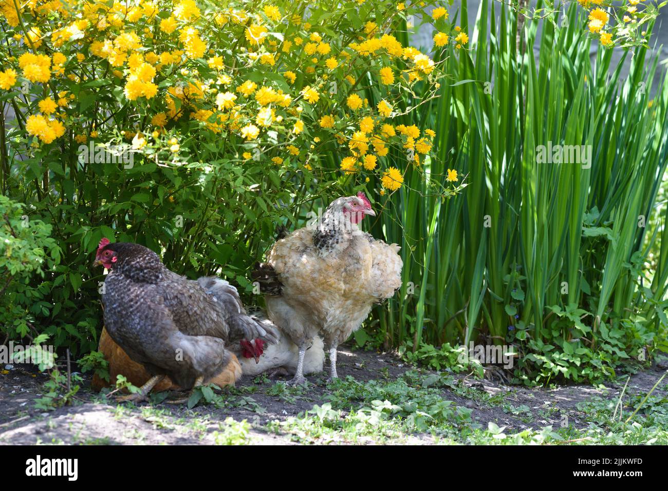 Hens under a spring bush of yellow flowers. Free range chickens on a ...