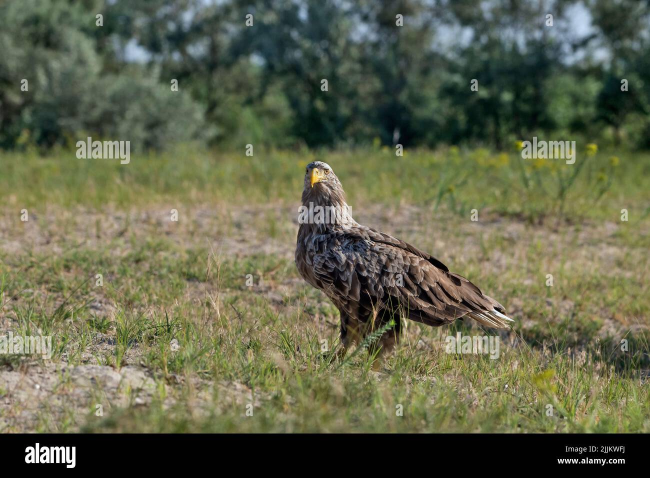 White-tailed Eagle. Romania Stock Photo - Alamy