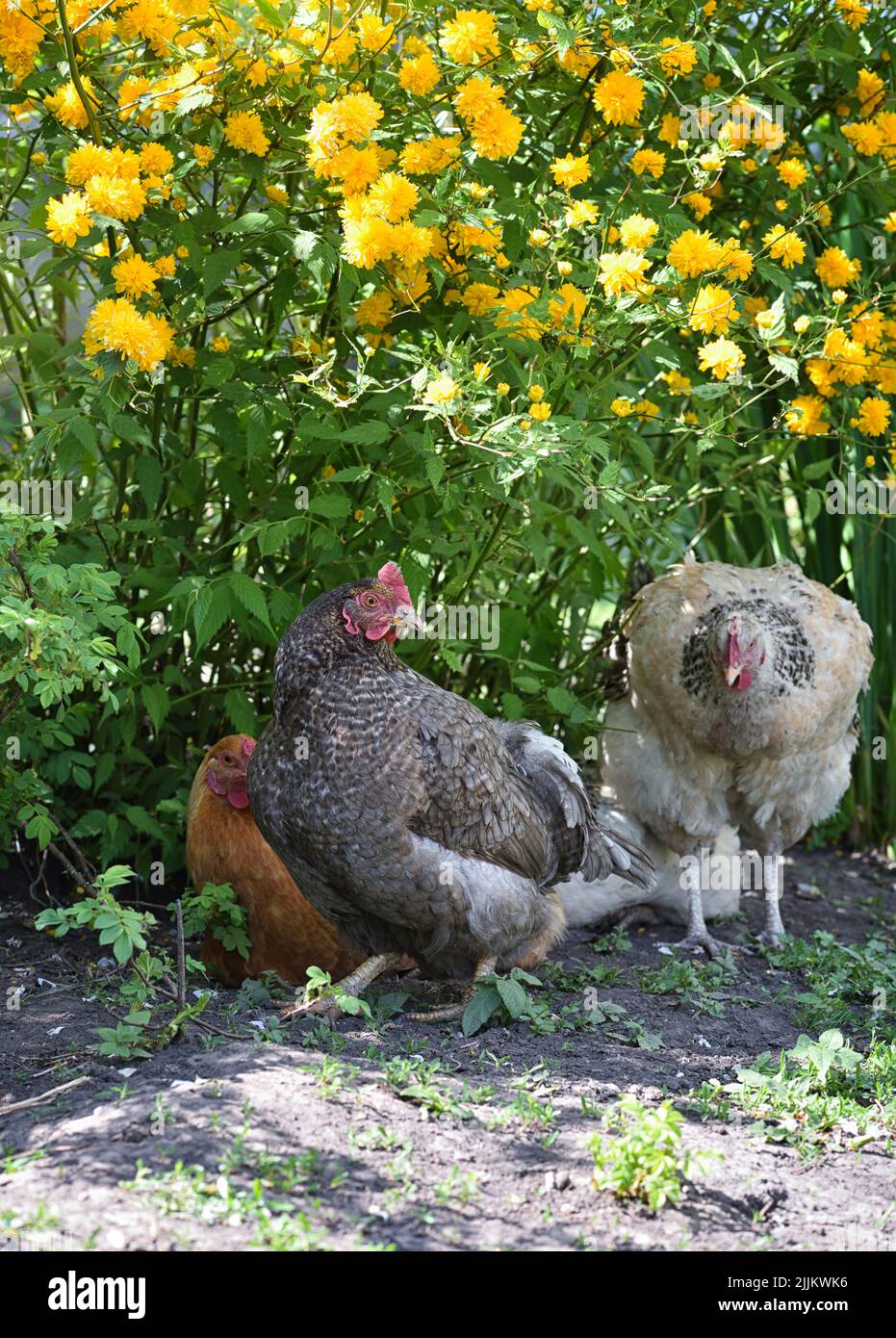 Hens under a spring bush of yellow flowers. Free range chickens on a ...