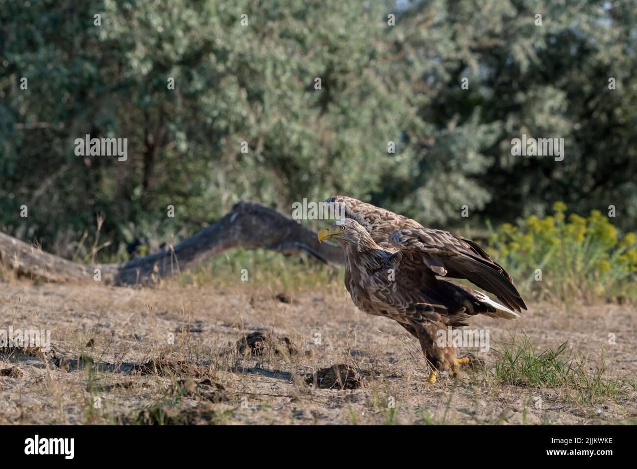 White-tailed Eagle. Romania Stock Photo - Alamy