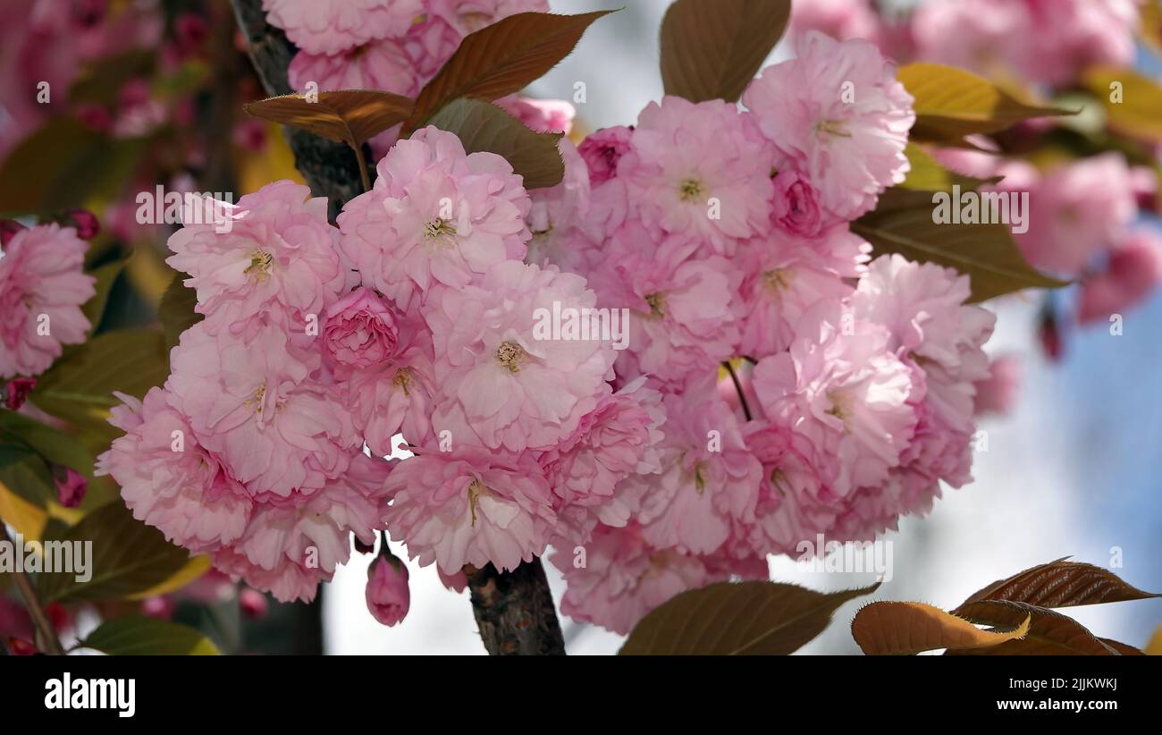 Sakura tree spring flowering in the parks of the city of Kiev Stock ...