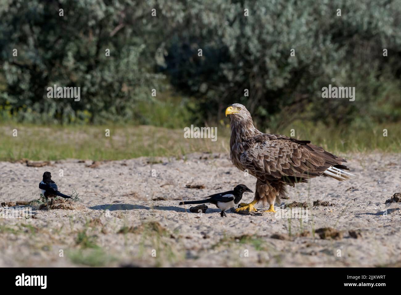 Mobbing of crows on an eagle hi-res stock photography and images - Alamy