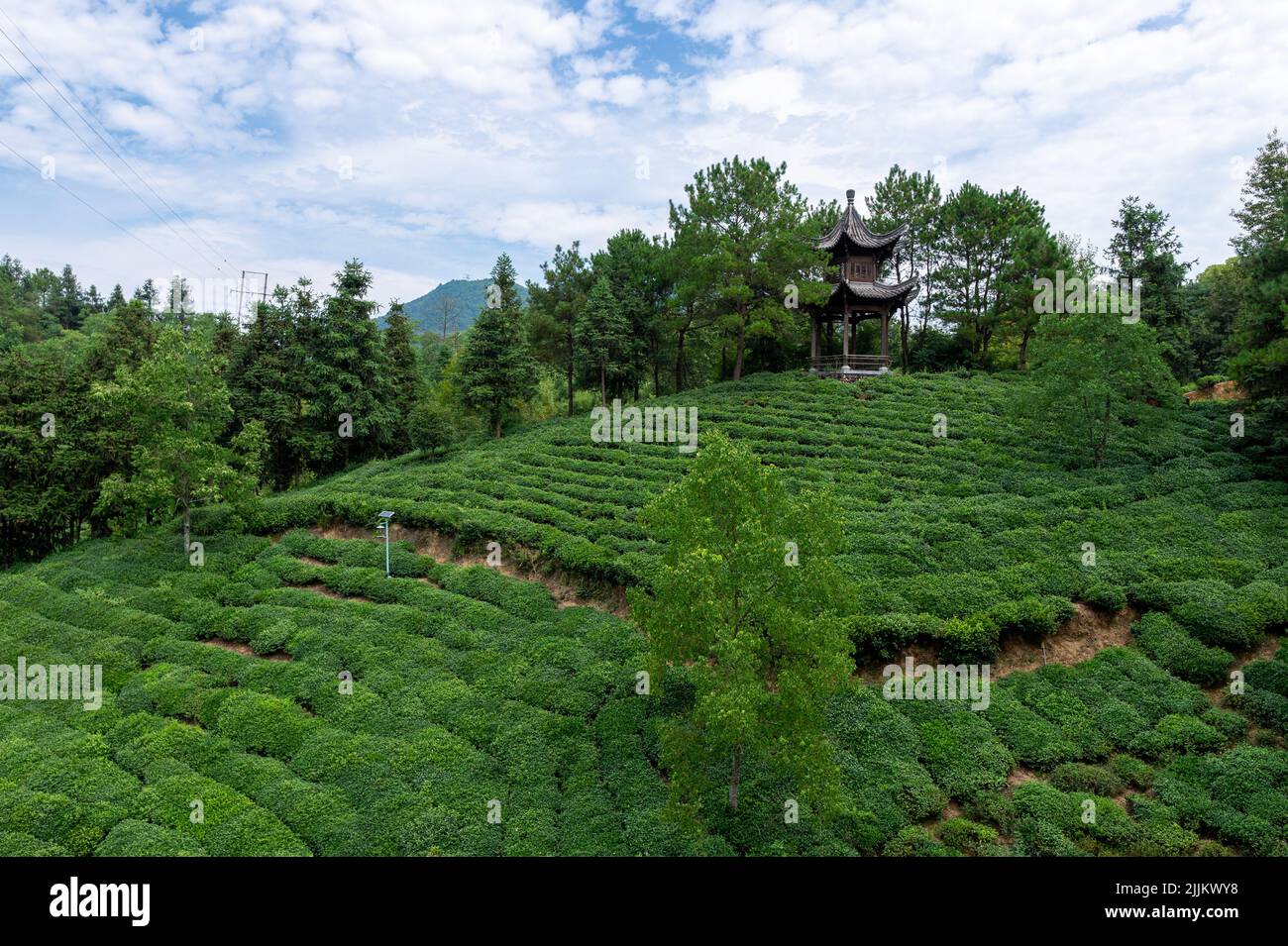 The view of the tea plantation in Anhui, China Stock Photo - Alamy