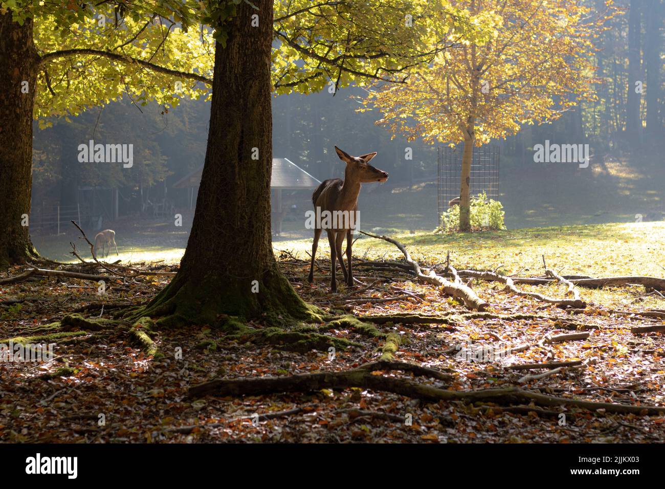 A reindeer beside a big tree Stock Photo - Alamy