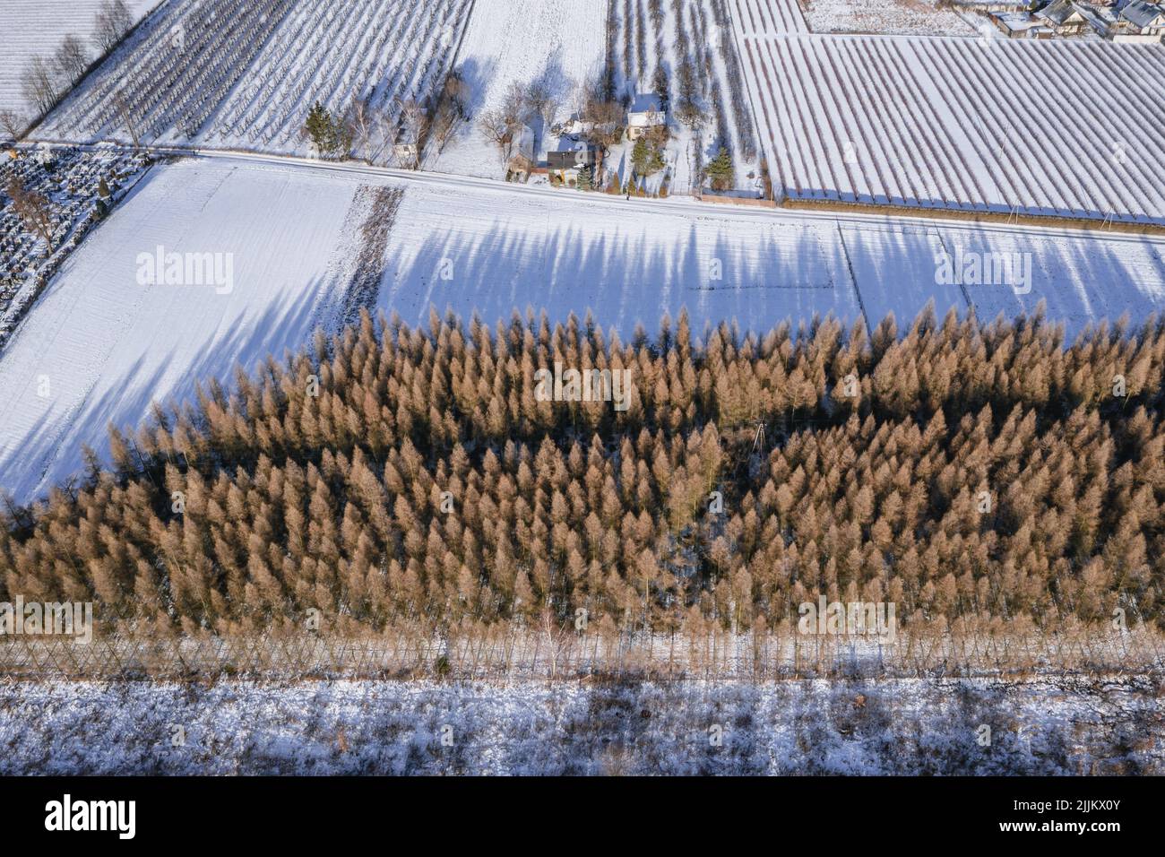 Apple orchards in Rogow village in Lodzkie Voivodeship of Poland Stock ...