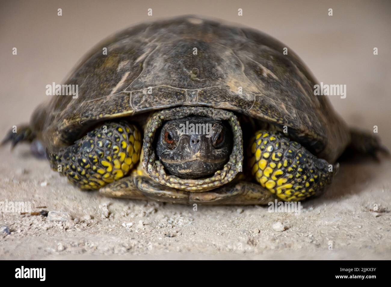 Angry eyes wildlife hi-res stock photography and images - Alamy