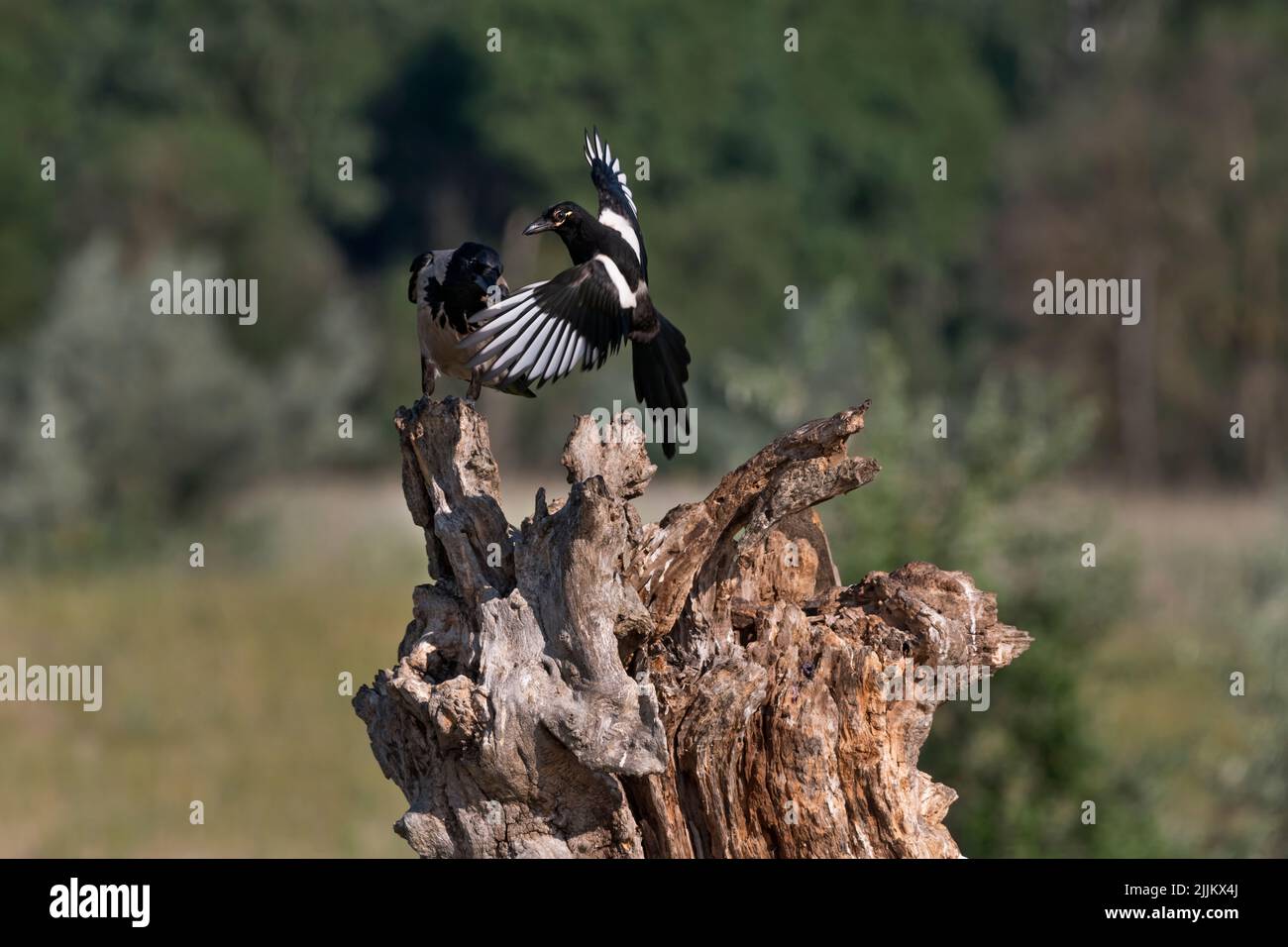 Magpie (Pica pica) and Hooded Crow (Corvus corone cornix). Romania ...