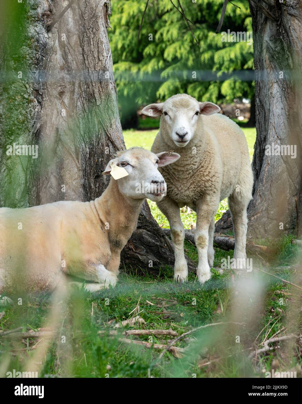 A view of two beautiful sheep in a farmland on the green grass looking ...