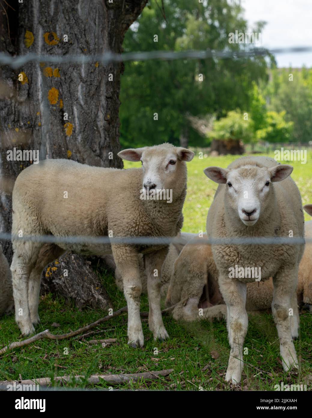 A view of two beautiful sheep in a farmland on the green grass looking ...