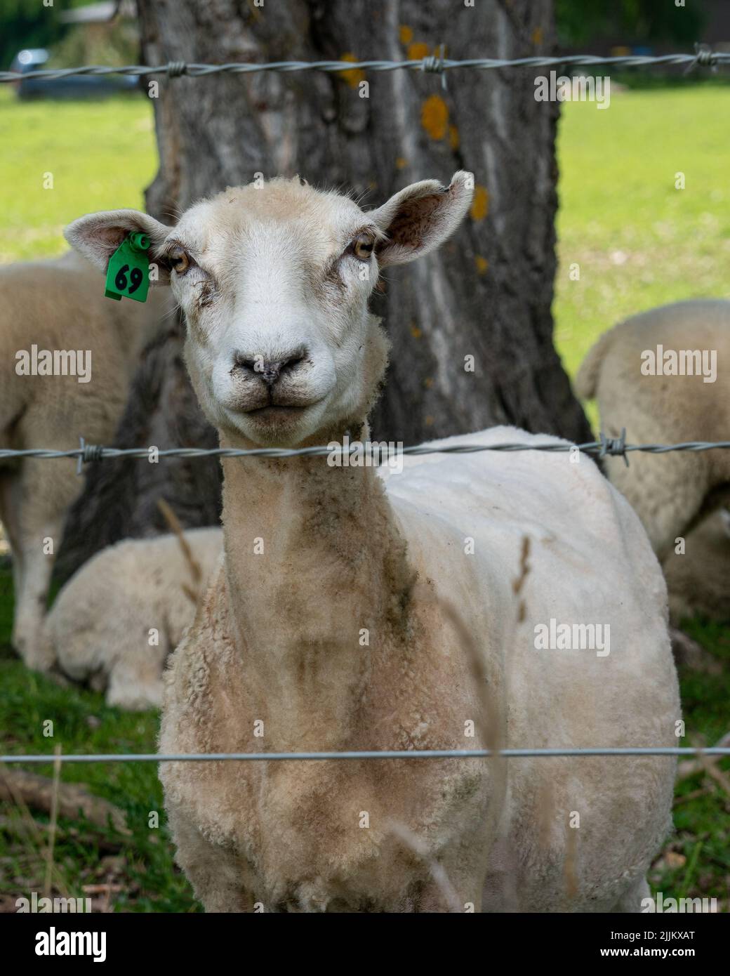 A view of beautiful sheep in a farmland on the green grass looking cute ...