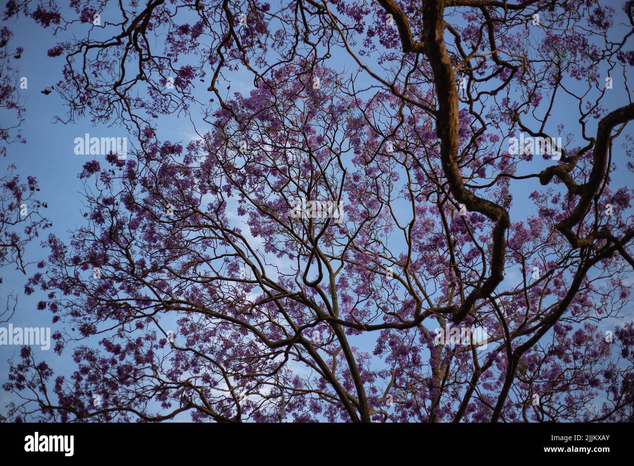 A low-angle shot of the flowering tree branches against the blue sky ...