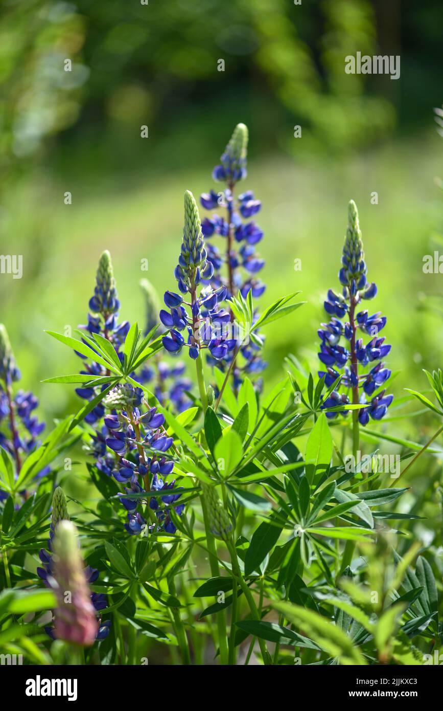 Lupin flowers (Lupinus). Lupine field with blue flowers. Flower ...