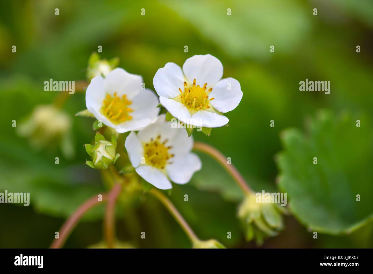 Strawberry growing leaves flowers hi-res stock photography and images ...