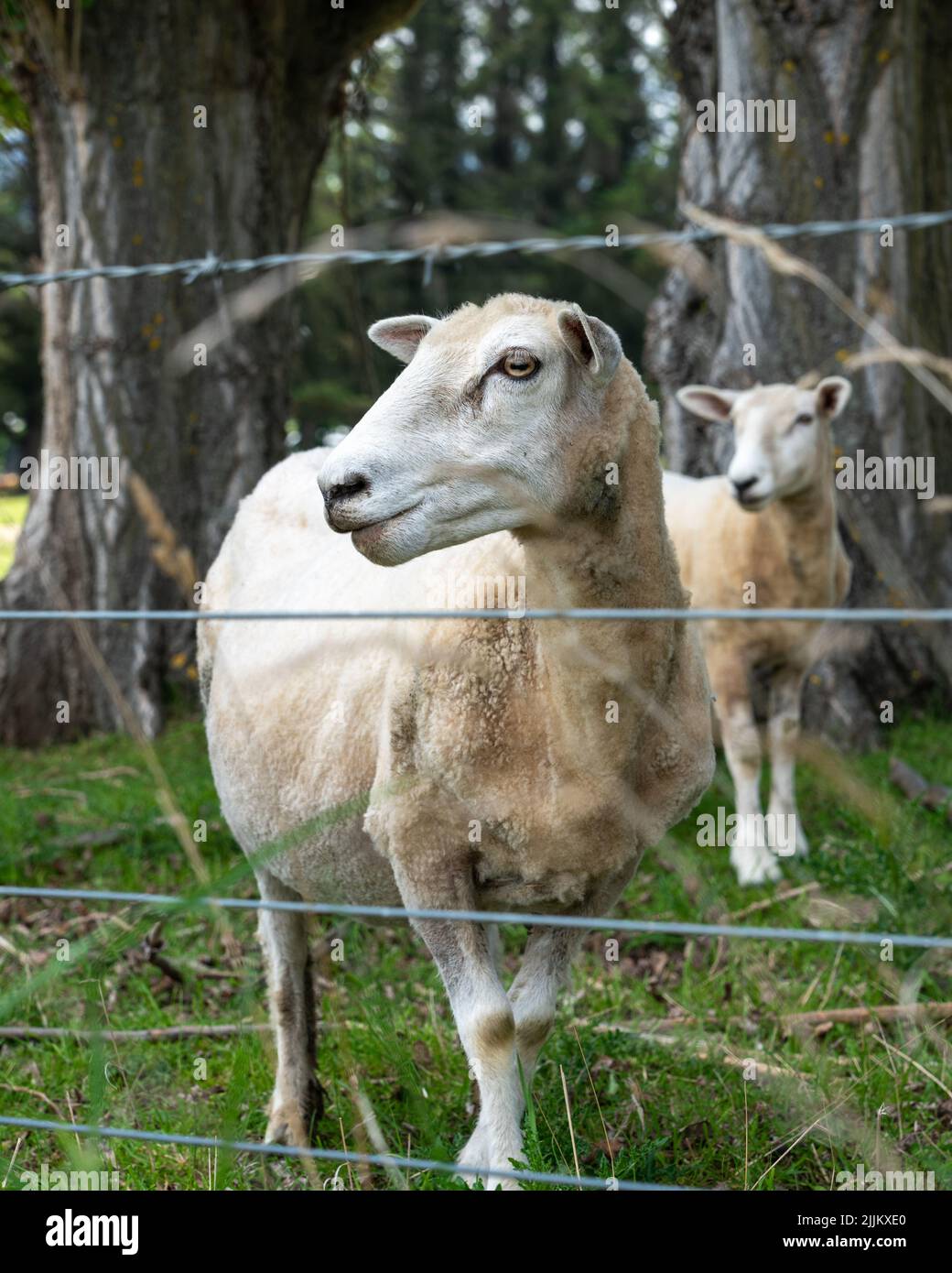 A view of two beautiful sheep in a farmland on the green grass looking ...