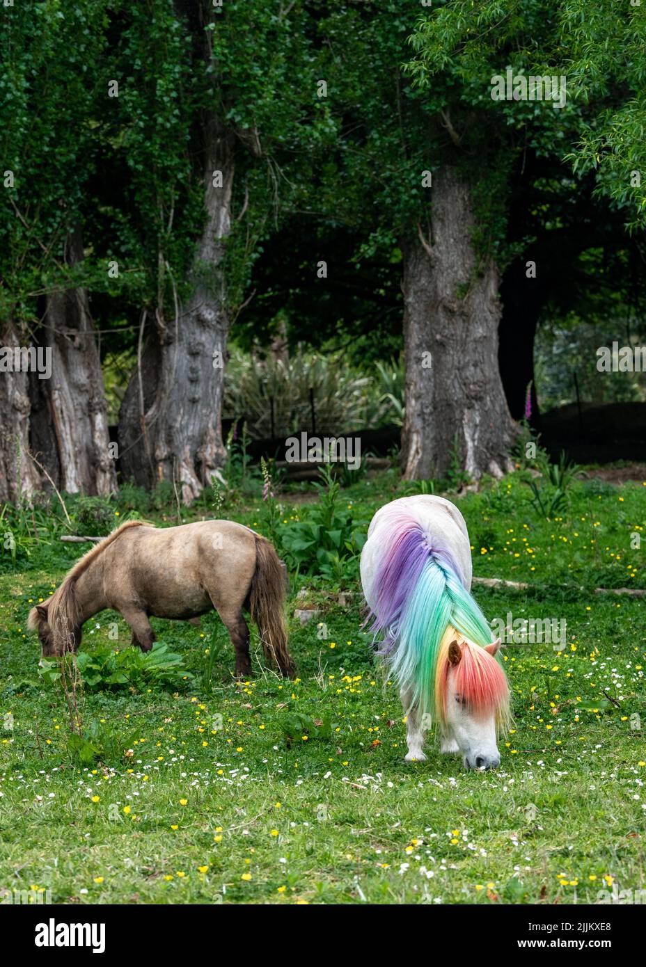 The lIttle Pony, a white horse with a rainbow main eating in a field ...