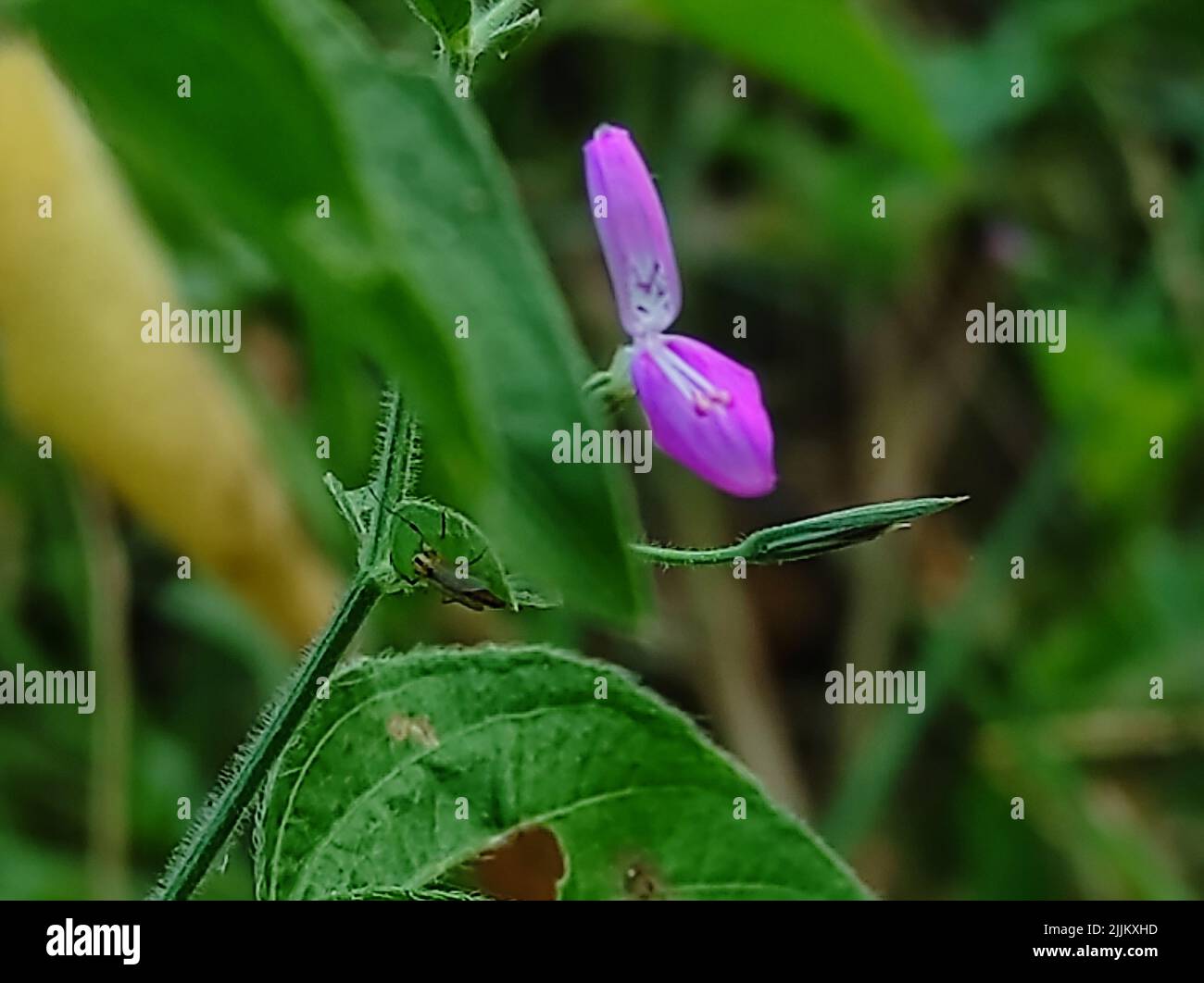 Vad gundo hi-res stock photography and images - Alamy