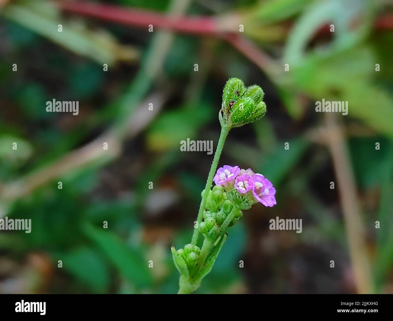 A Closeup Short Ayurvedic Aushadhi Punarnava Flower Plant Stock Photo ...
