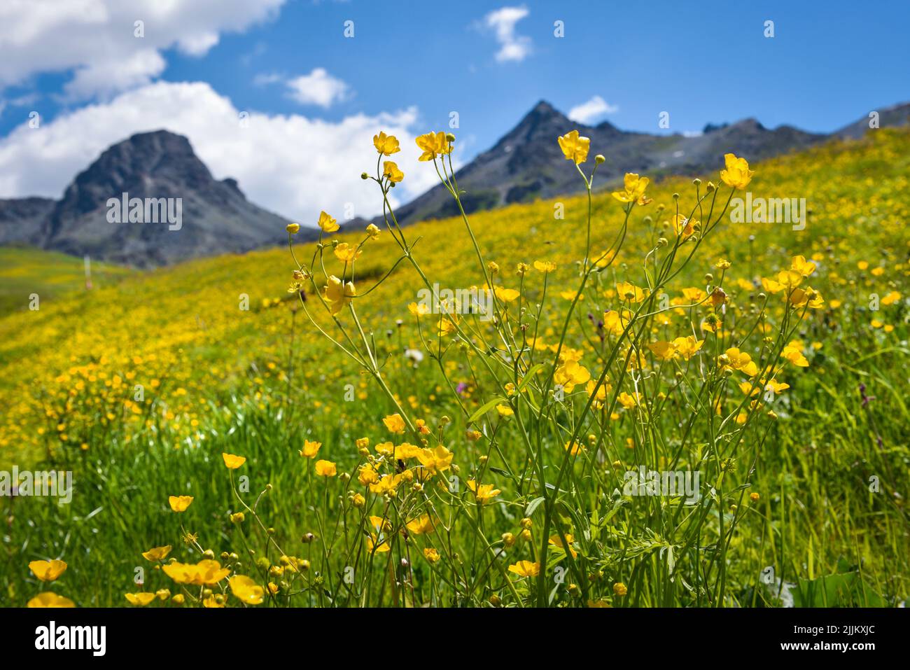Beautiful flowering alpine meadows in the background mountains and sky ...