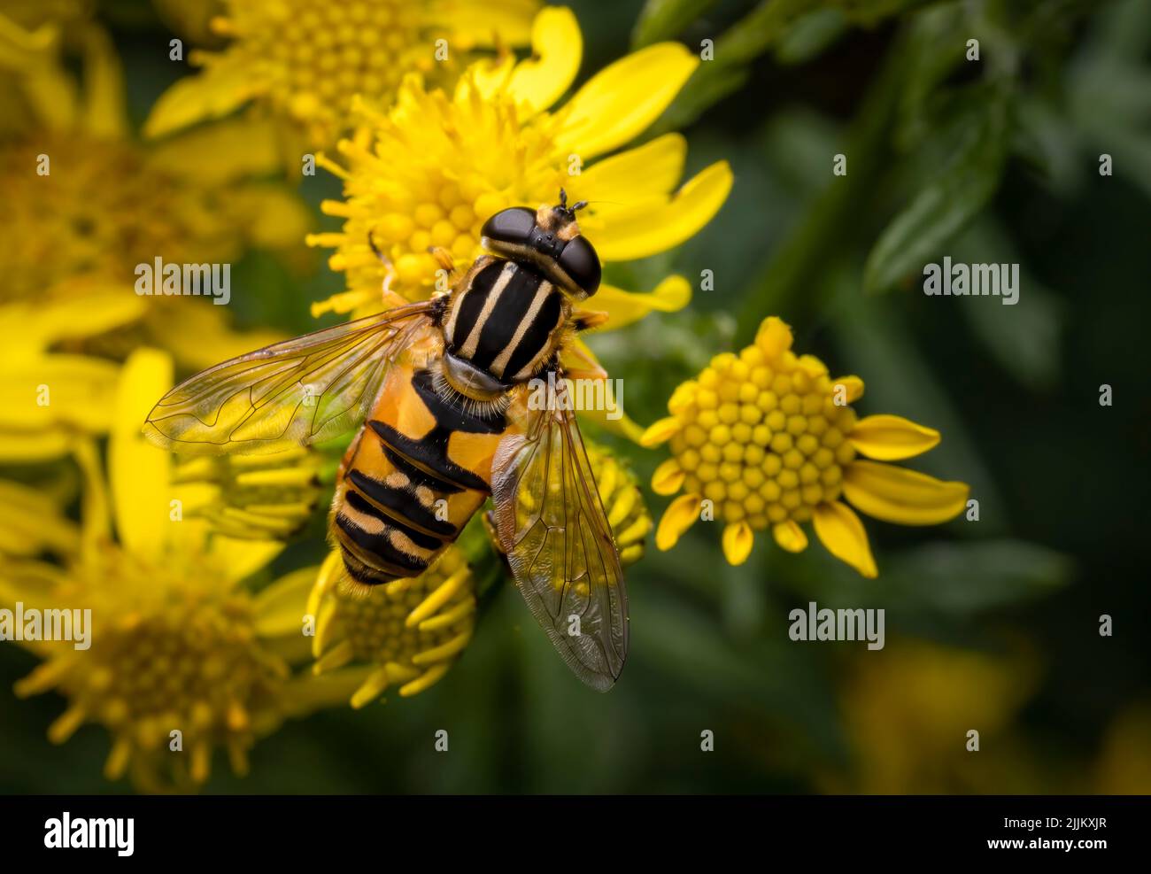 Black and yellow striped hoverfly hi-res stock photography and images ...