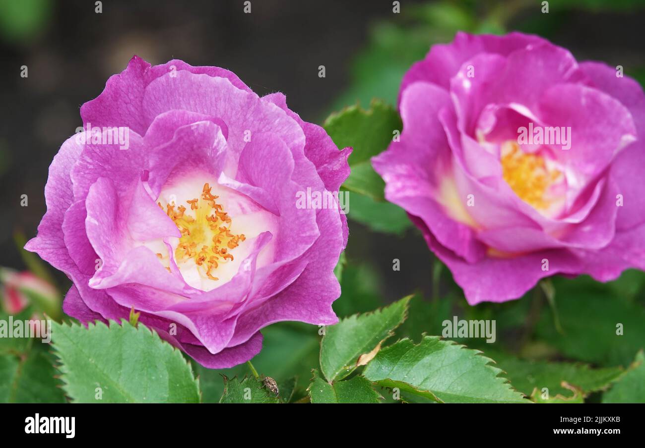 Girl watering bush flowers hi-res stock photography and images - Alamy