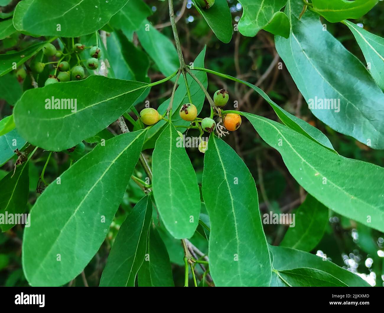Common Name Lasora, Gunda, Bahuar, Bahuka, Indian Cherry, Clammy Cherry ...