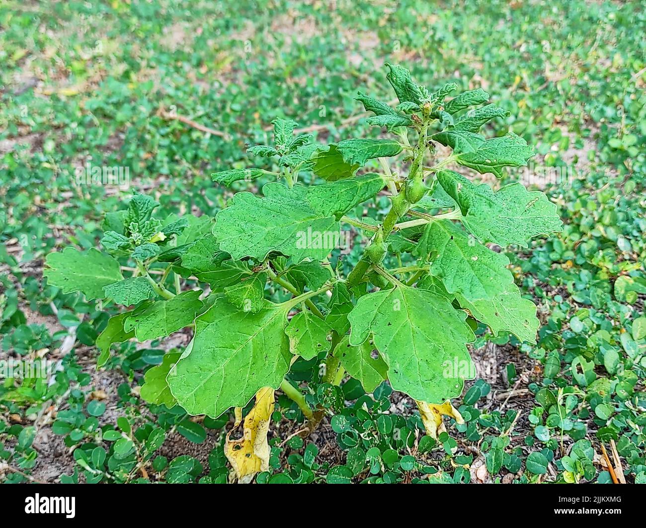 A Closeup Shot Of Gokharu Ayurvedic Medicine Plant Fruits Photos Stock ...